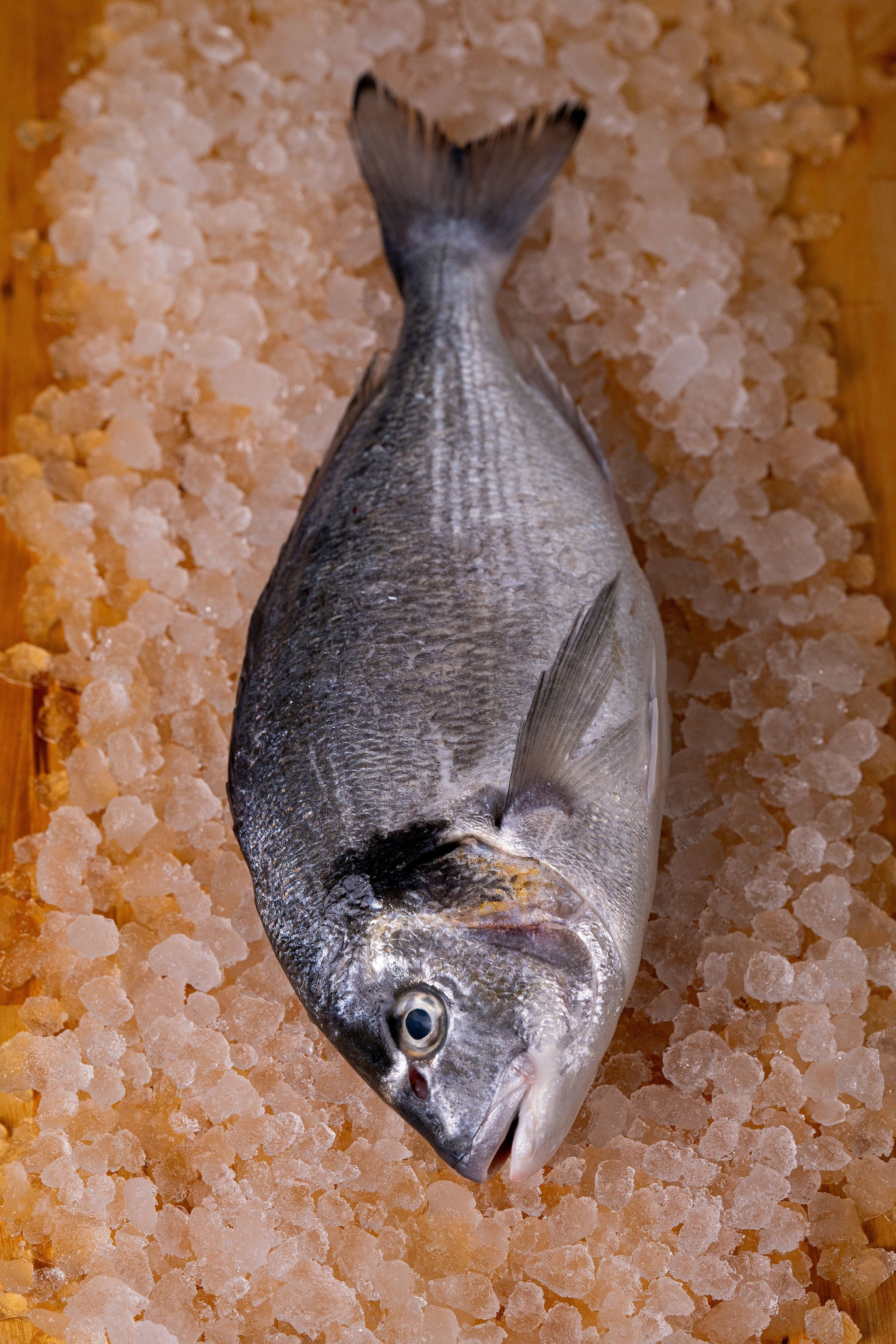 SEA BREAM (ORATA)
